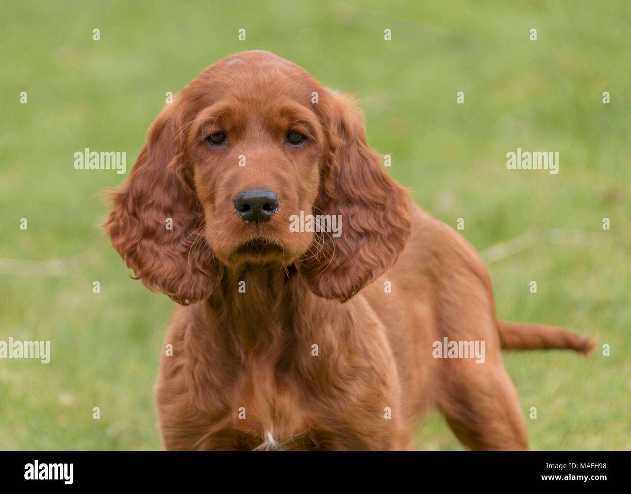 Portrait of a Red Setter / Irish Setter puppy playing in a domestic ...