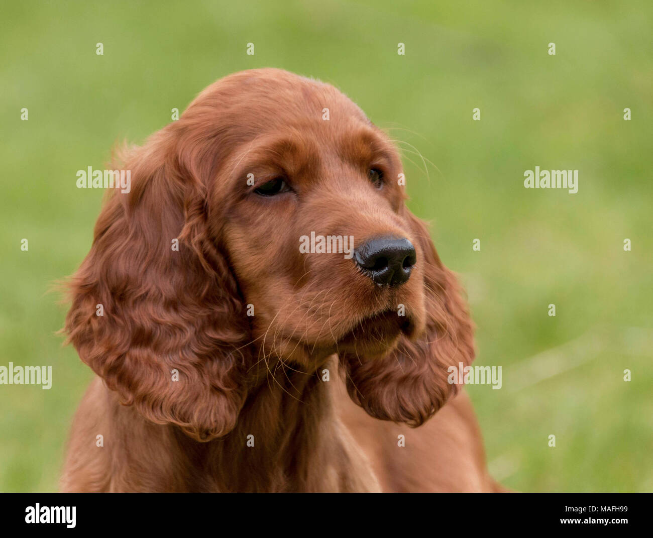 Portrait of a Red Setter / Irish Setter puppy playing in a domestic ...
