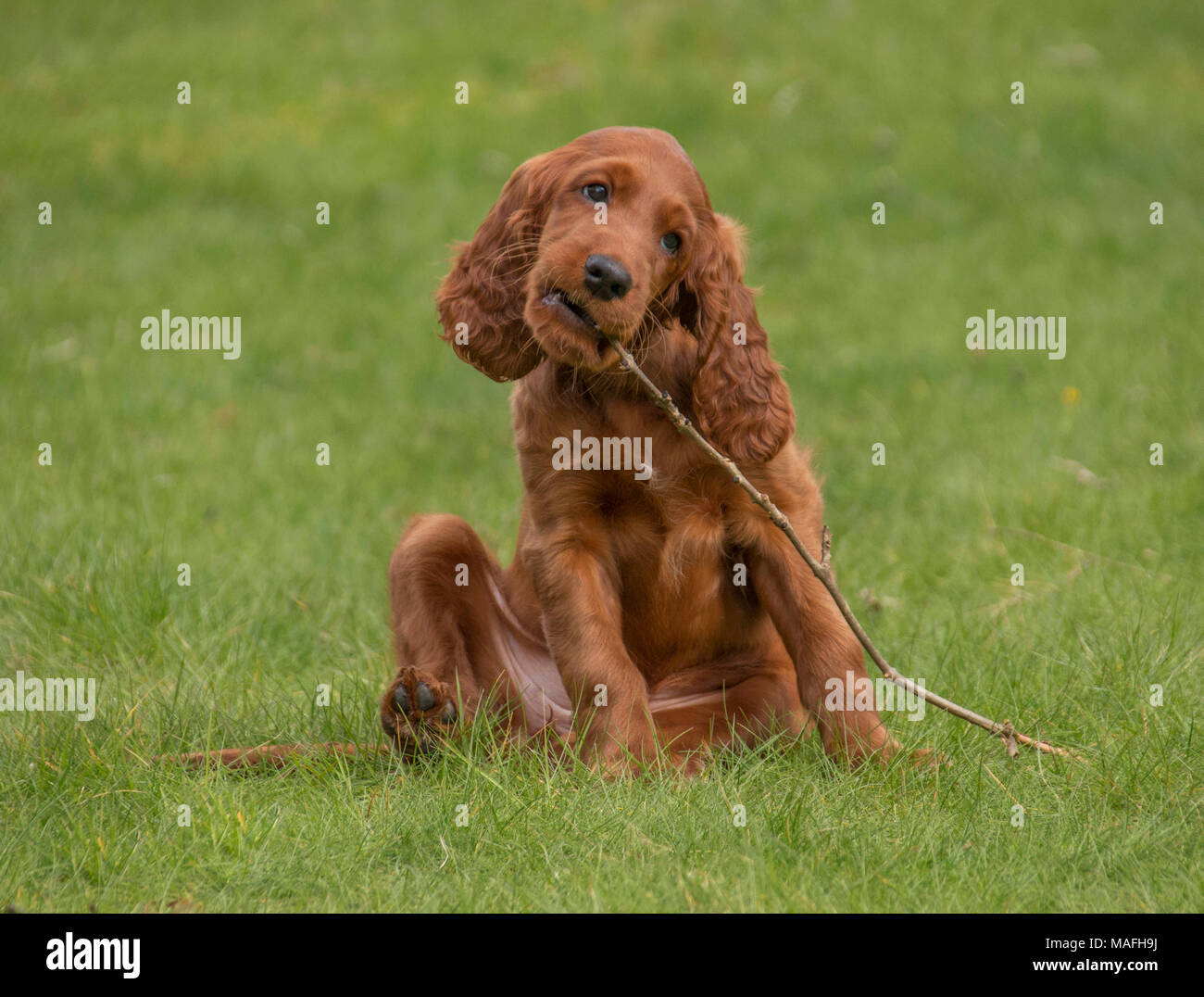 Portrait of a Red Setter / Irish Setter puppy playing in a domestic ...