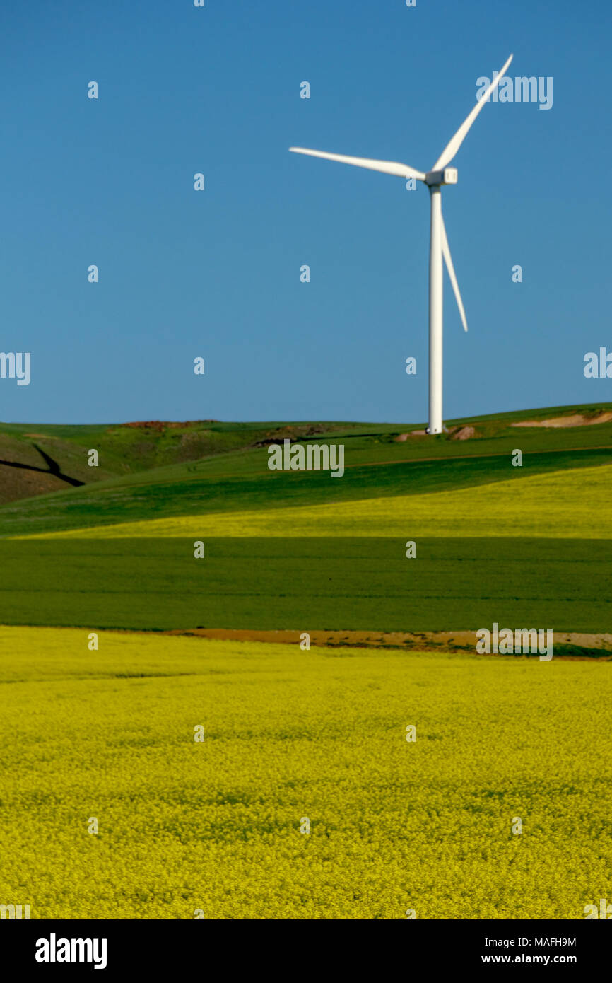 Wind Turbines in Canola fields Stock Photo - Alamy
