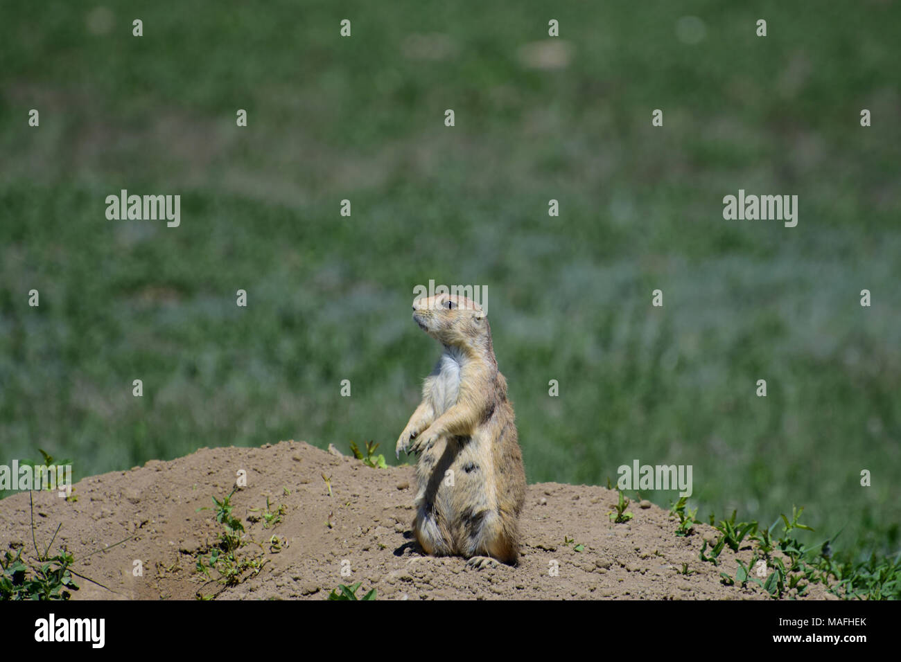 Prairie dogs burrow entrance hi-res stock photography and images - Alamy