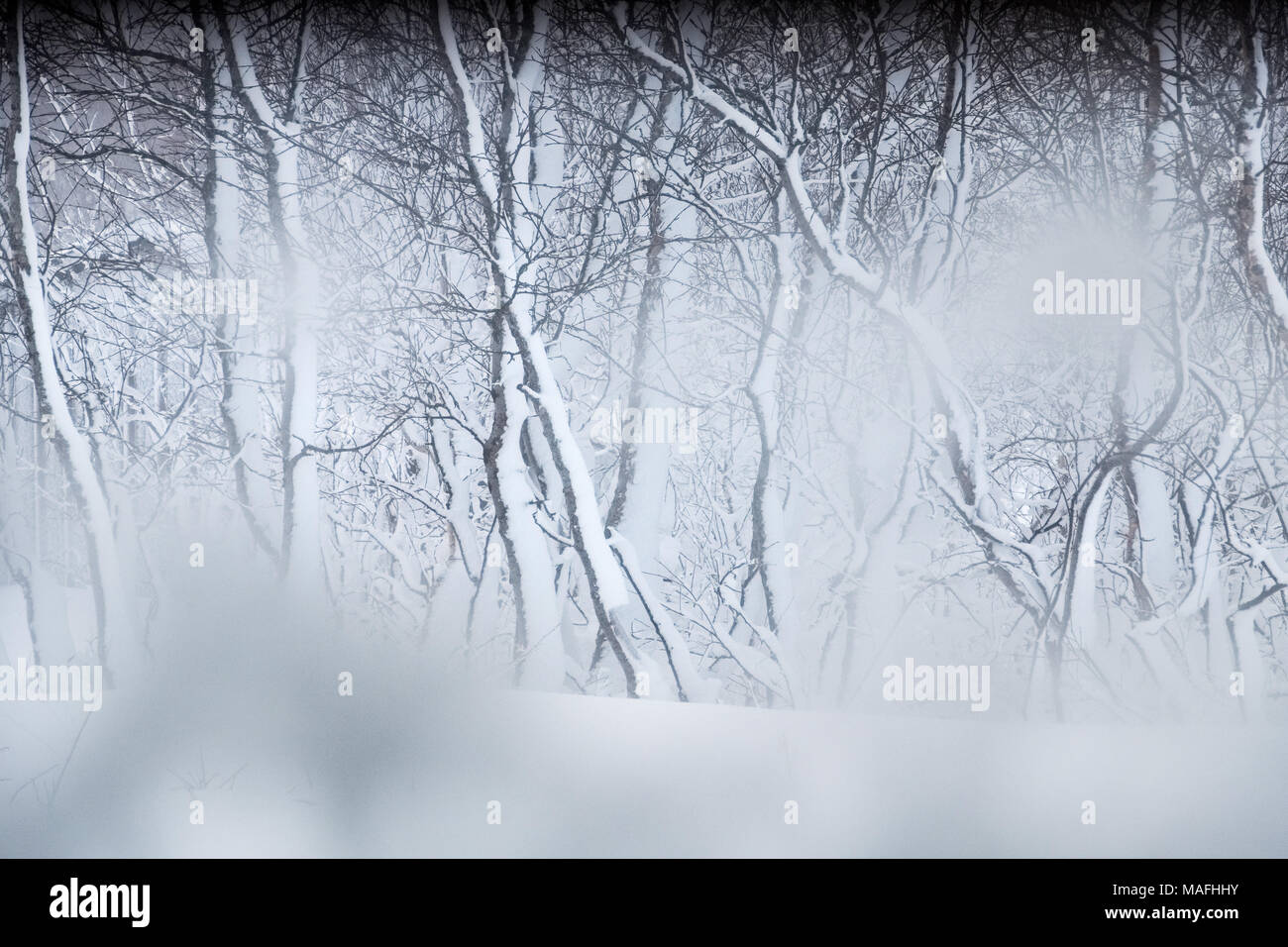 Winter trees seen through a window Stock Photo - Alamy