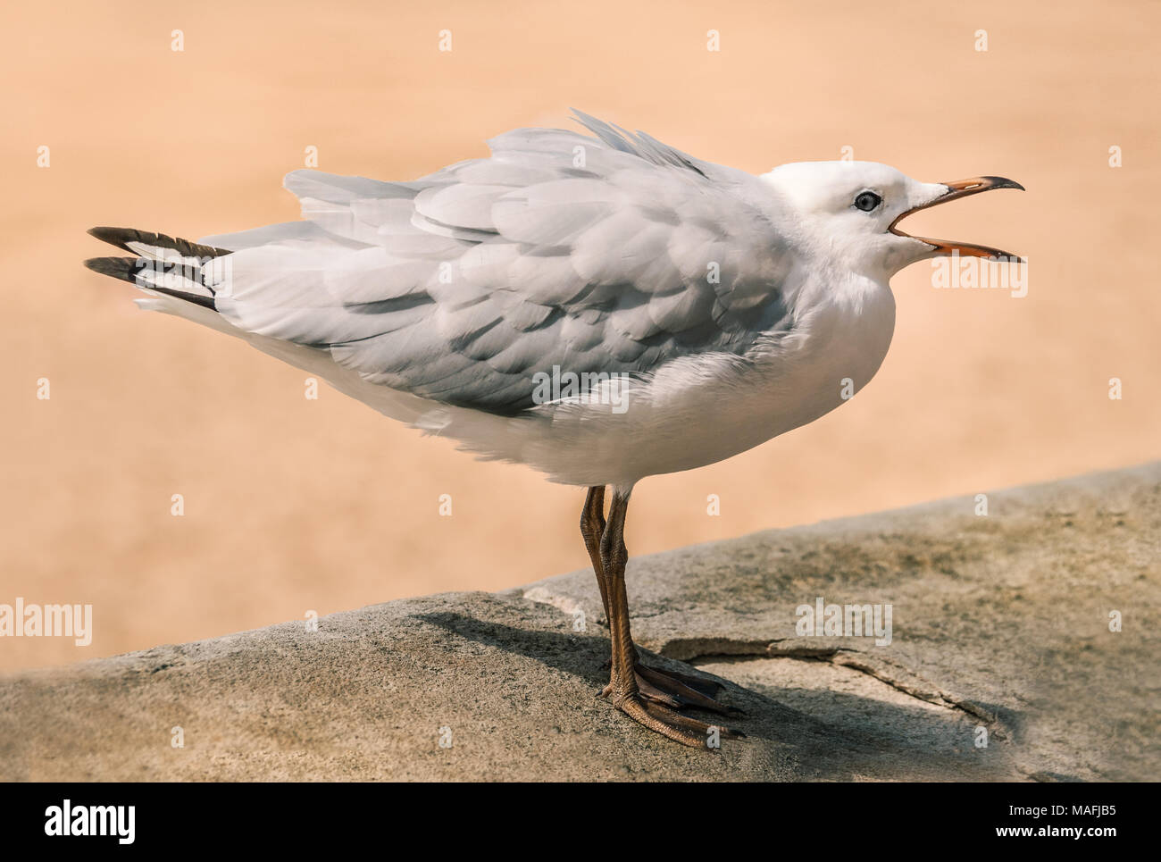 Young bird with open beak High Resolution Stock Photography and Images ...