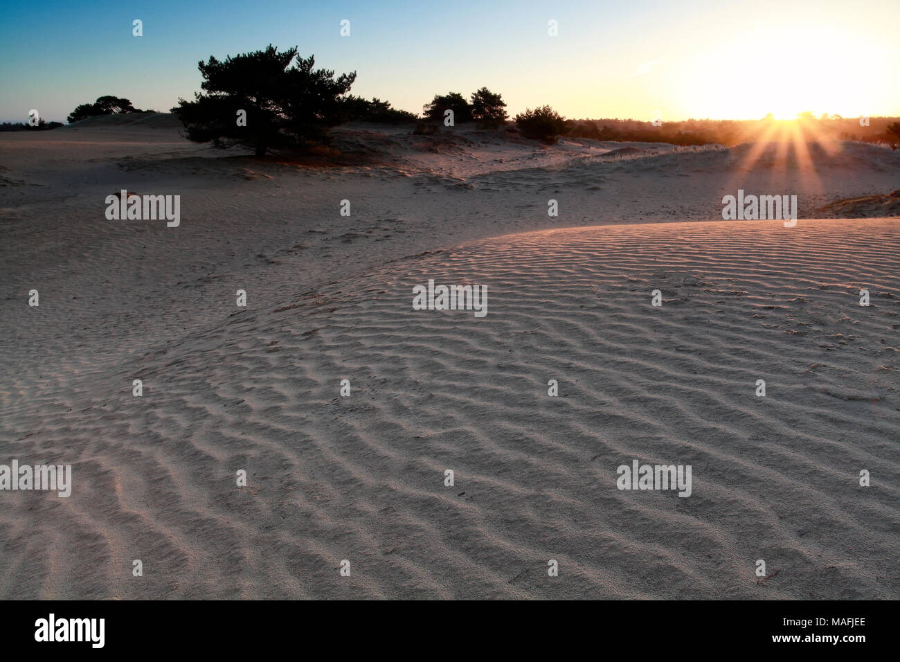 sunshine over sand dune in summer Stock Photo - Alamy