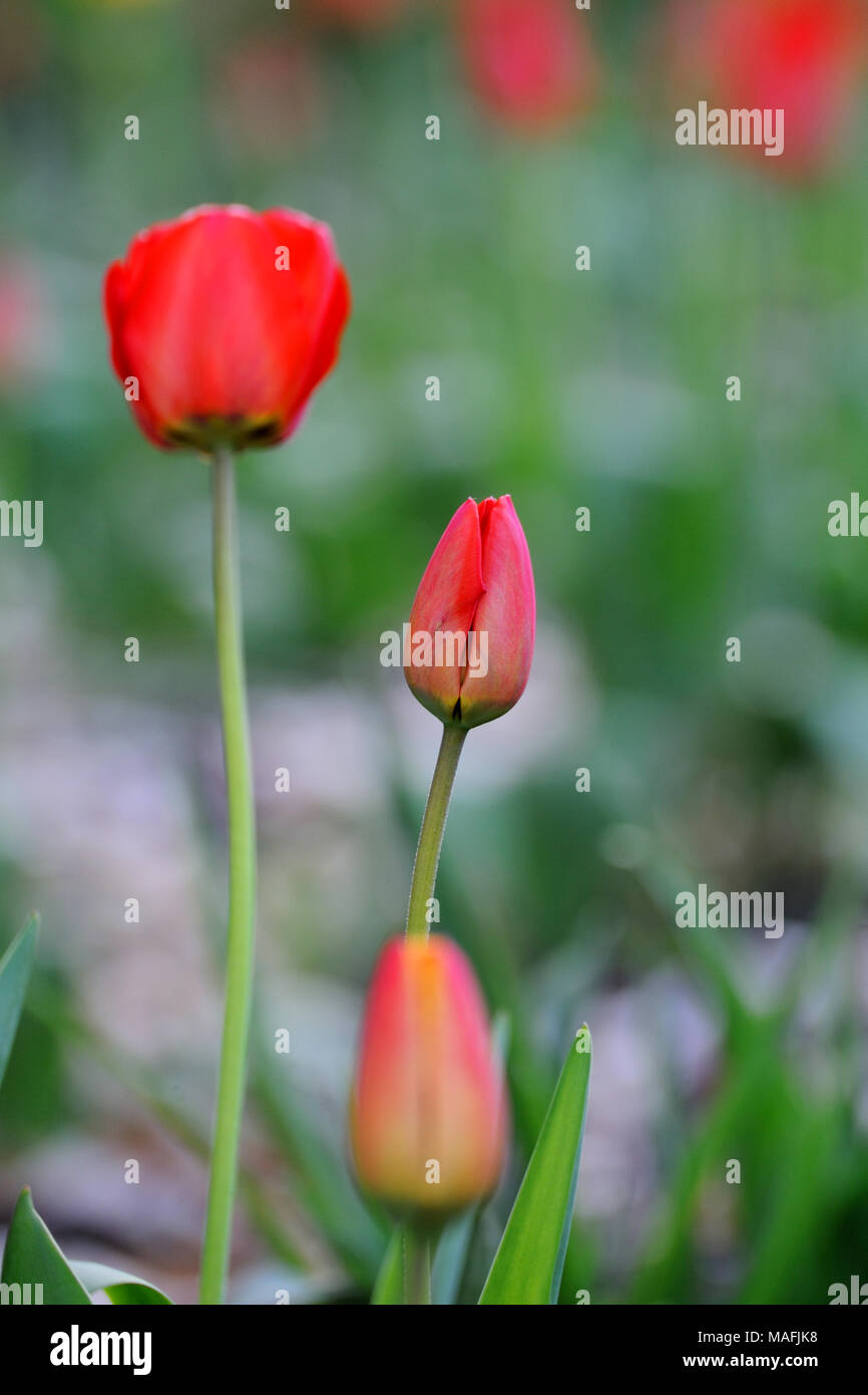 Tulip. Tulip Flower in Garden. Nature background Stock Photo - Alamy