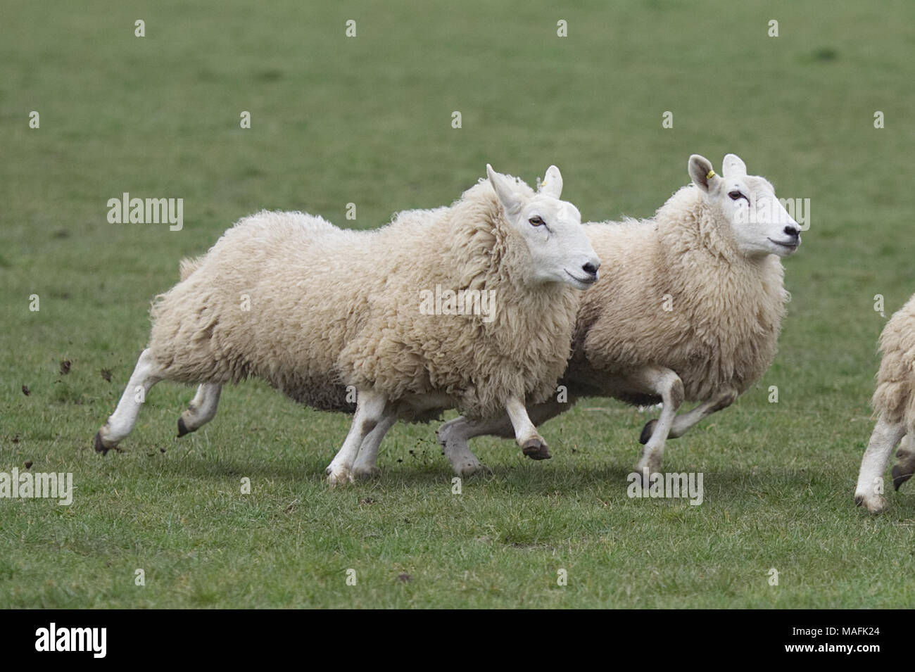 Field herd sheep running in hi-res stock photography and images - Alamy