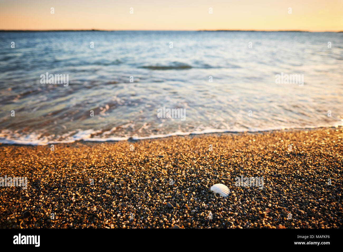 White beach shell hi-res stock photography and images - Alamy