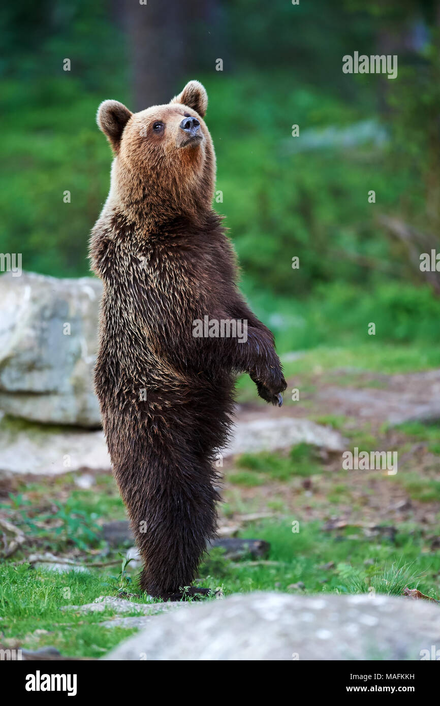 Brown bear standing up hi-res stock photography and images - Alamy