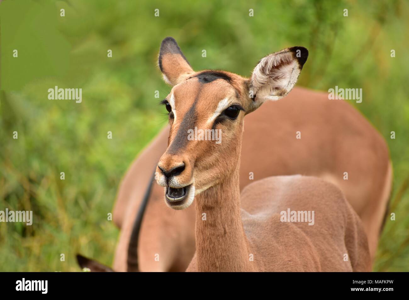 Impala ewe hi-res stock photography and images - Alamy