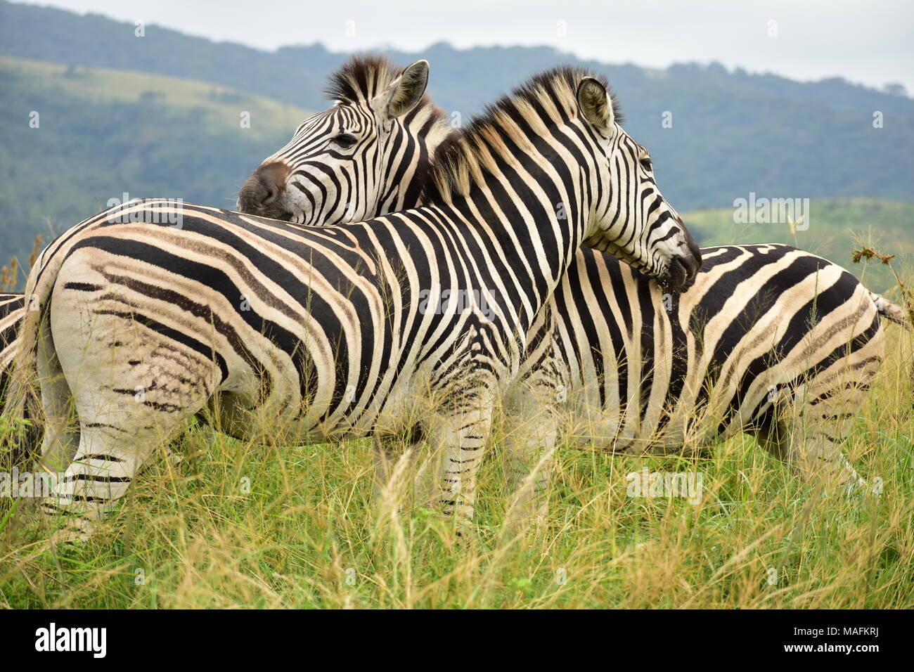 Zebra mating hi-res stock photography and images - Alamy