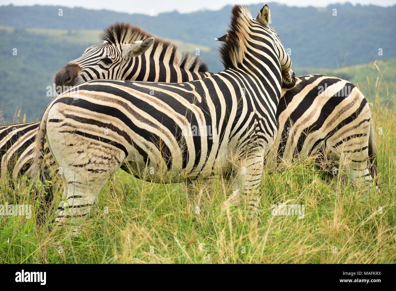 Zebra mating hi-res stock photography and images - Alamy