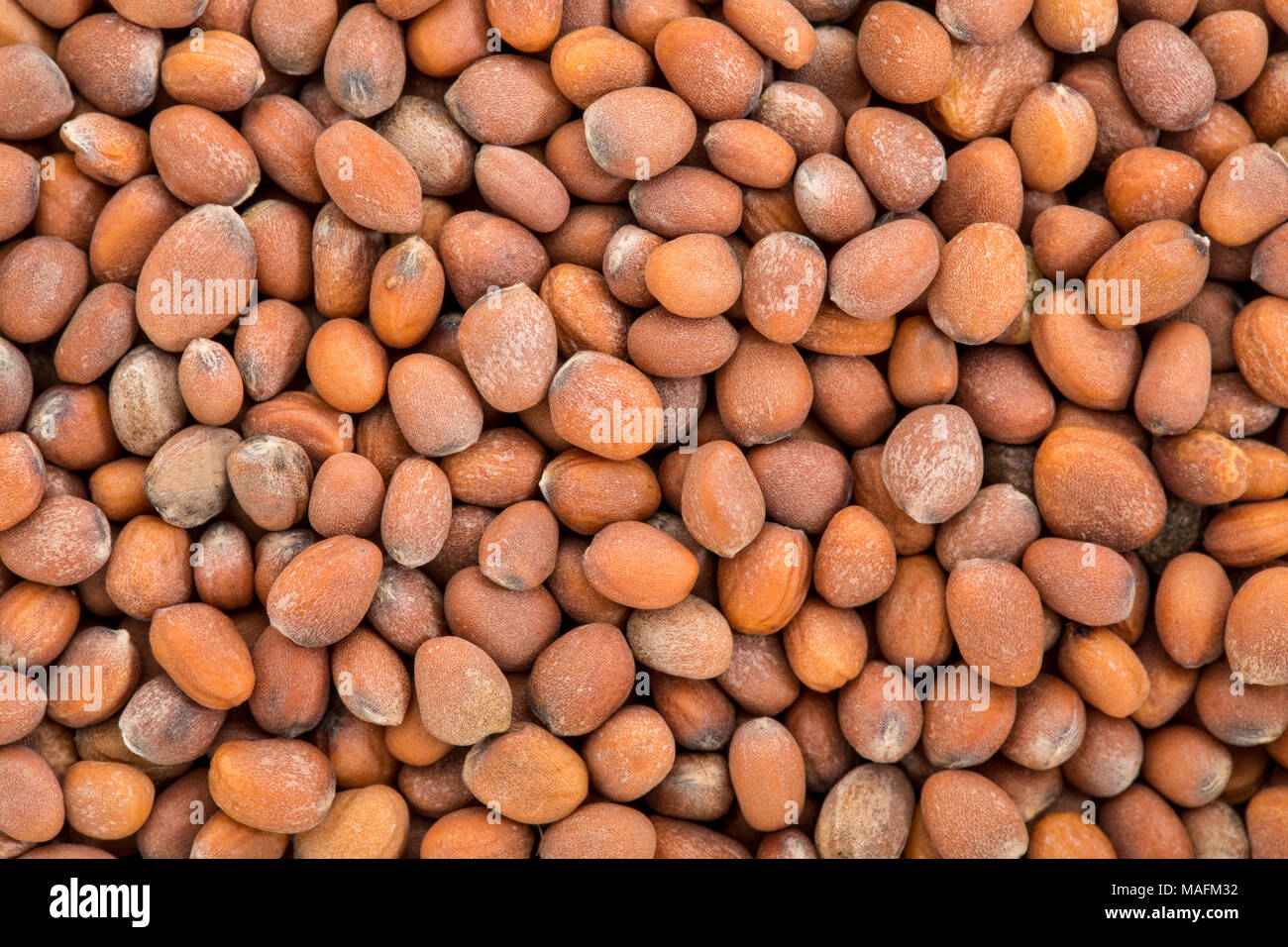 Sprouting seeds hi-res stock photography and images - Alamy