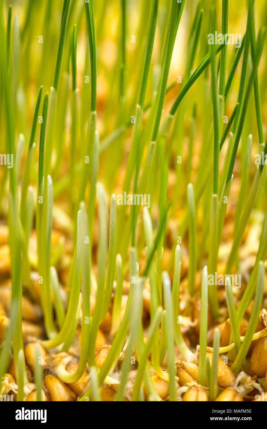 Hard red spring wheat hi-res stock photography and images - Alamy