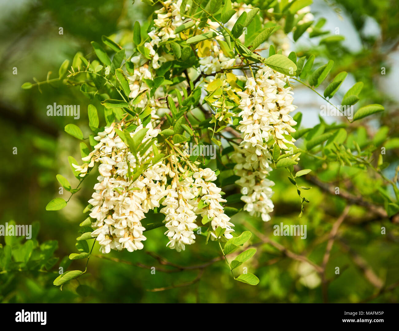 Beautiful false acacia (robinia) flowers photographed in spring Stock ...