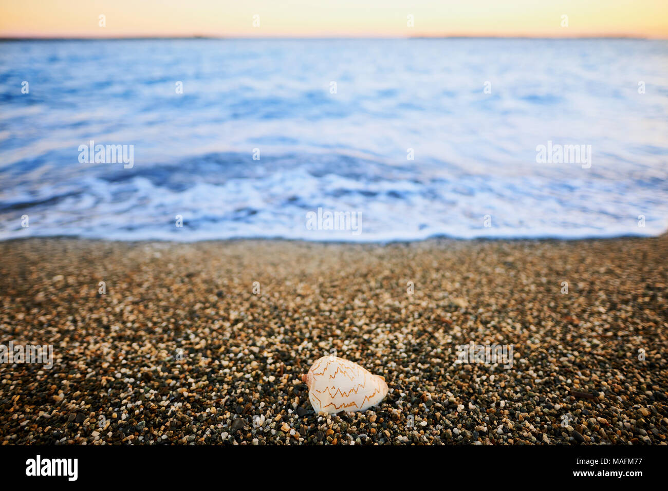 White beach shell hi-res stock photography and images - Alamy