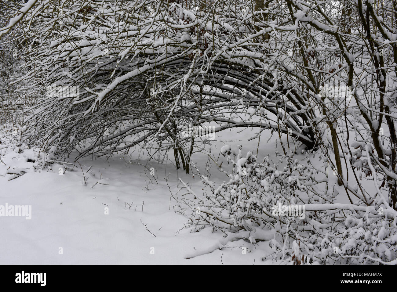 Snow covered branches at Anton Lakes Nature Reserve in Andover ...