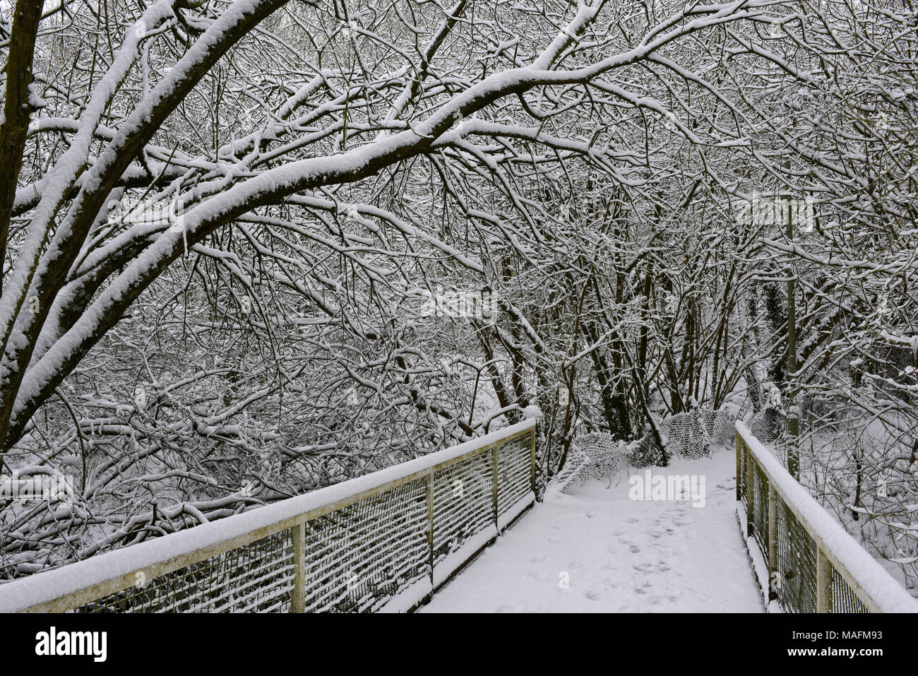 Snow covered bridge at Anton Lakes Nature Reserve in Andover, Hampshire ...