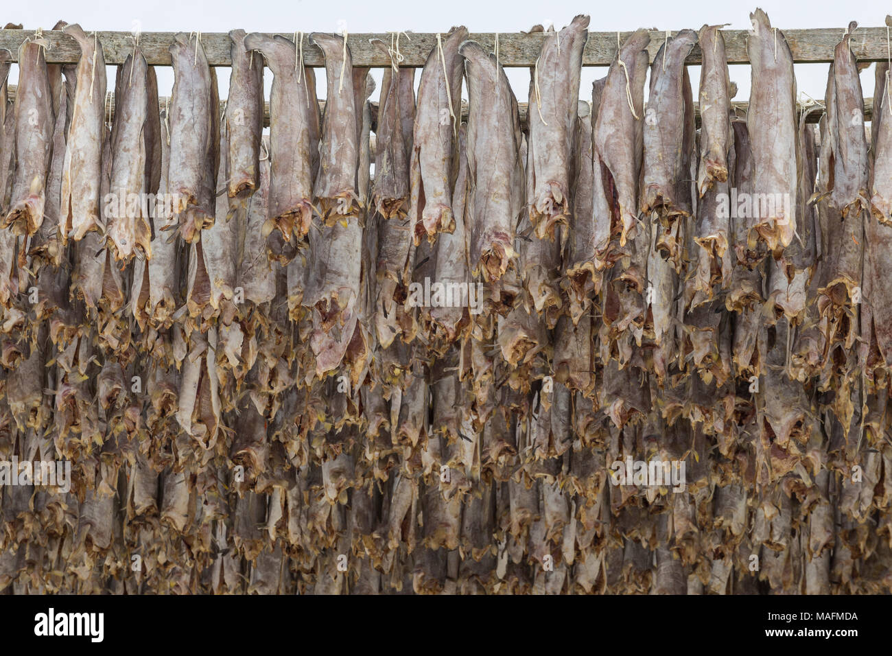 Traditional stockfish hanging in vertical pattern on drying rack Stock ...