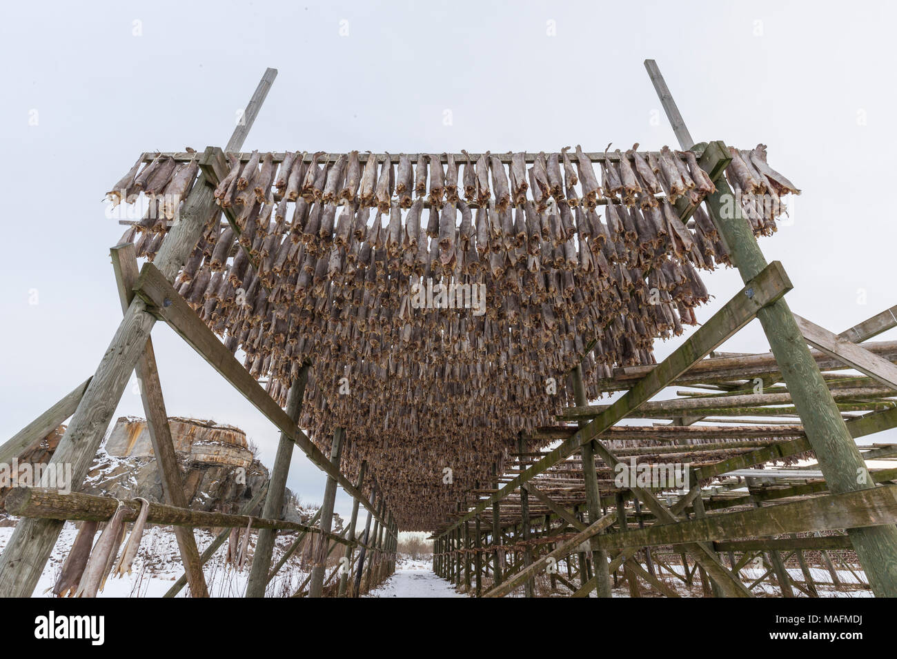 Traditional stockfish hanging in vertical pattern on drying rack Stock ...