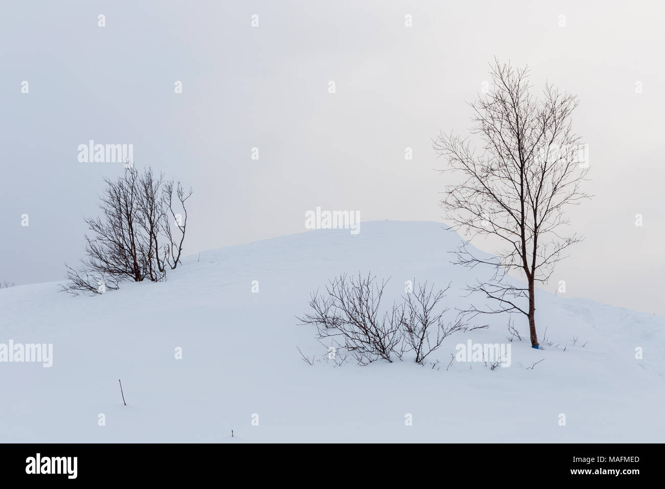 Solitary trees in white winter snow with smooth mountain curves Stock ...