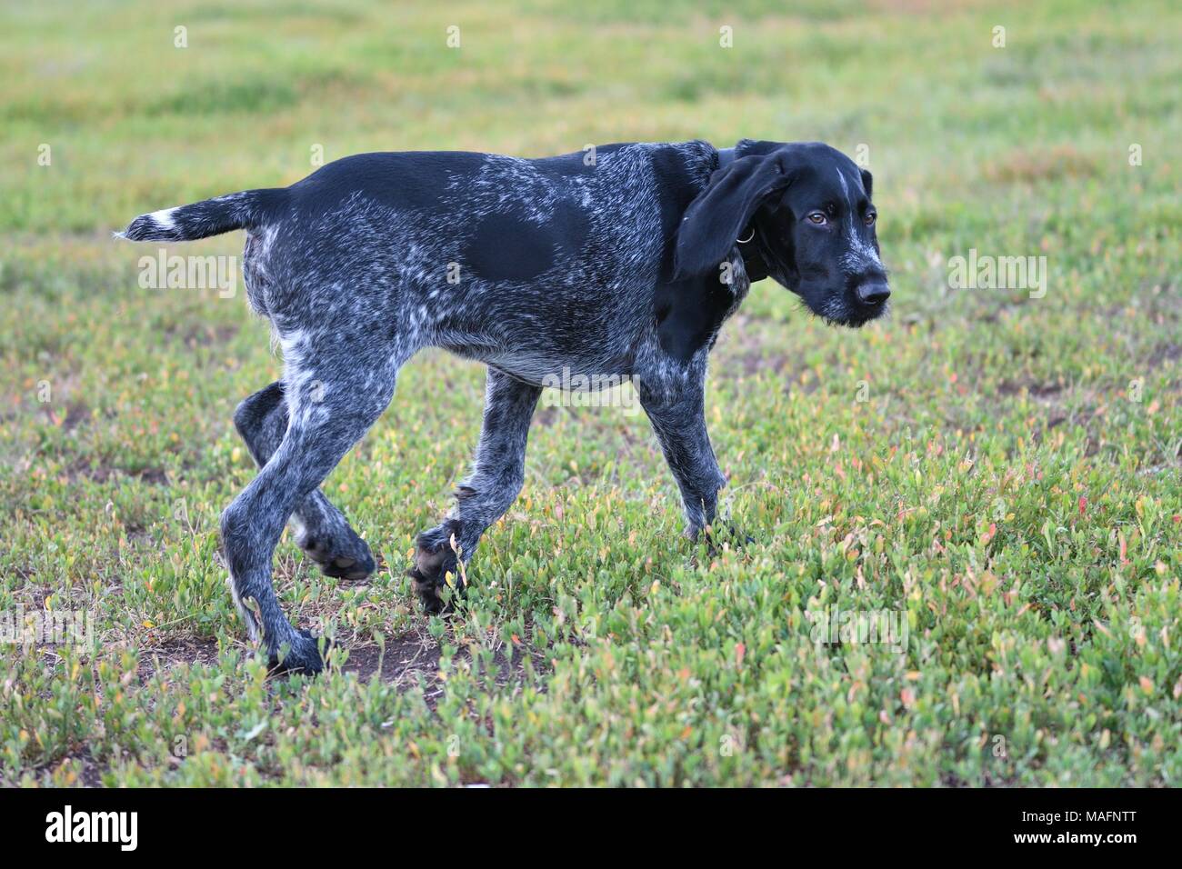 Hunting dog breed German Wirehaired pointer on the walk Stock Photo - Alamy