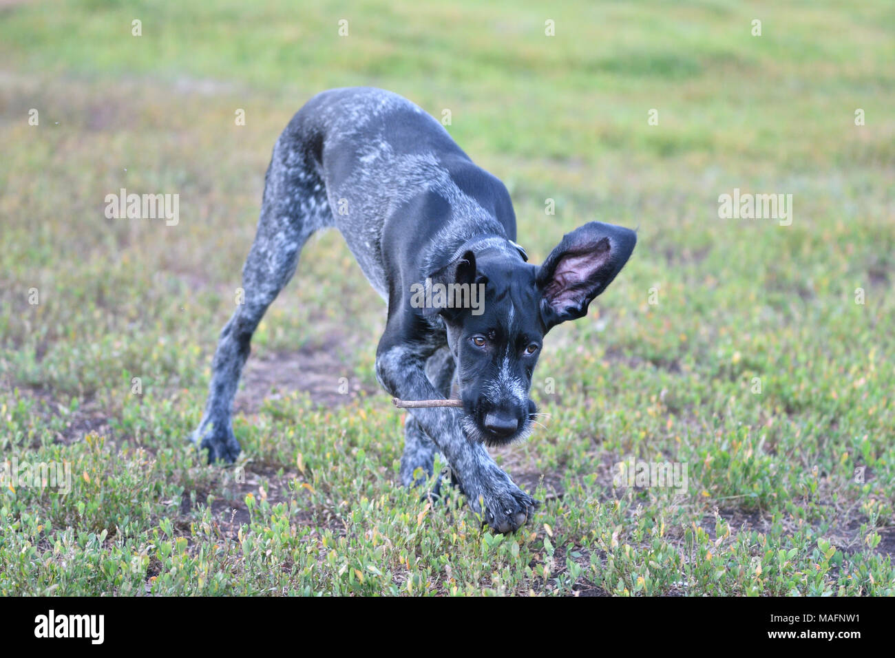 Hunting dog breed German Wirehaired pointer on the walk Stock Photo - Alamy
