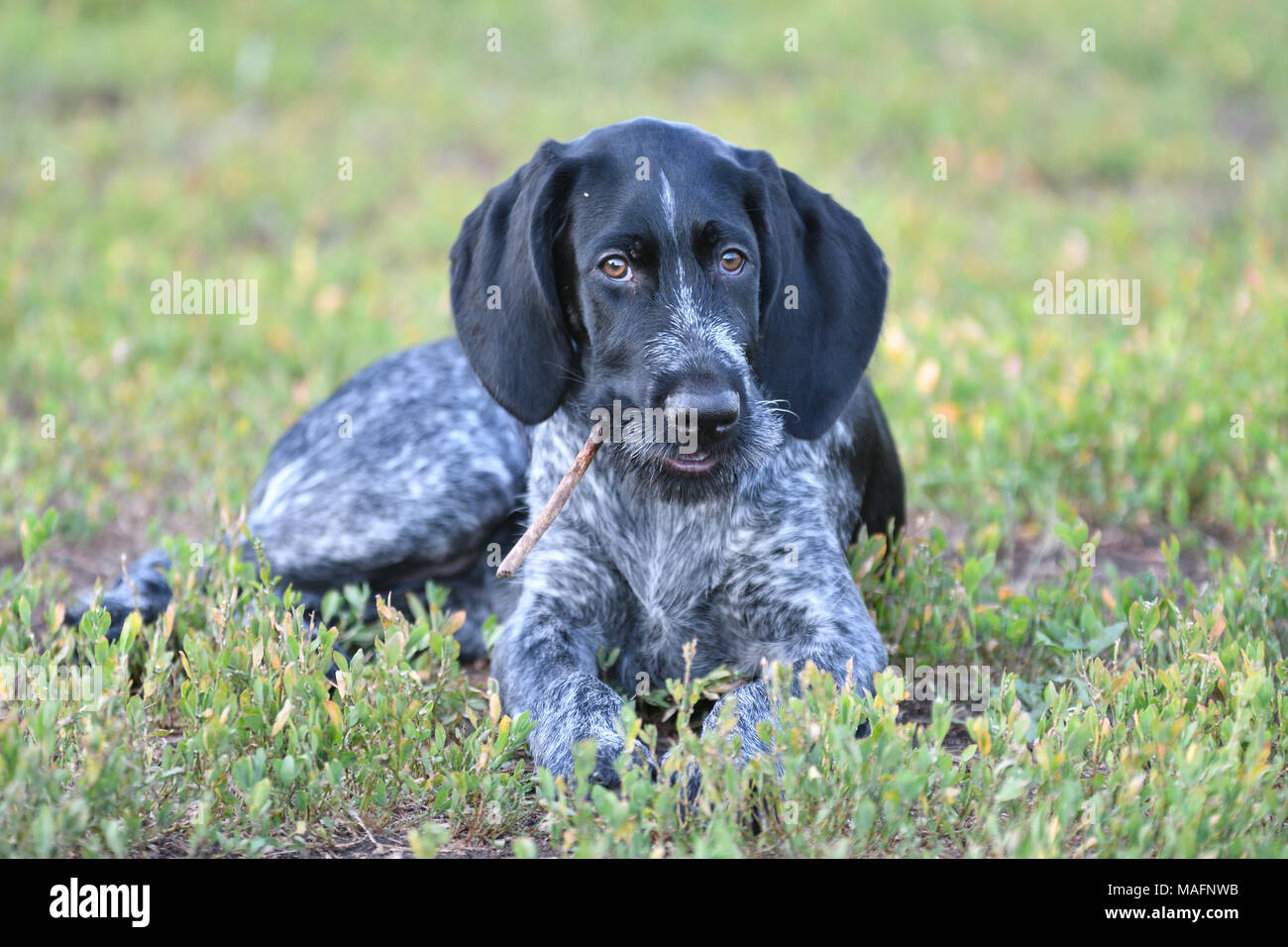 Hunting dog breed German Wirehaired pointer on the walk Stock Photo - Alamy