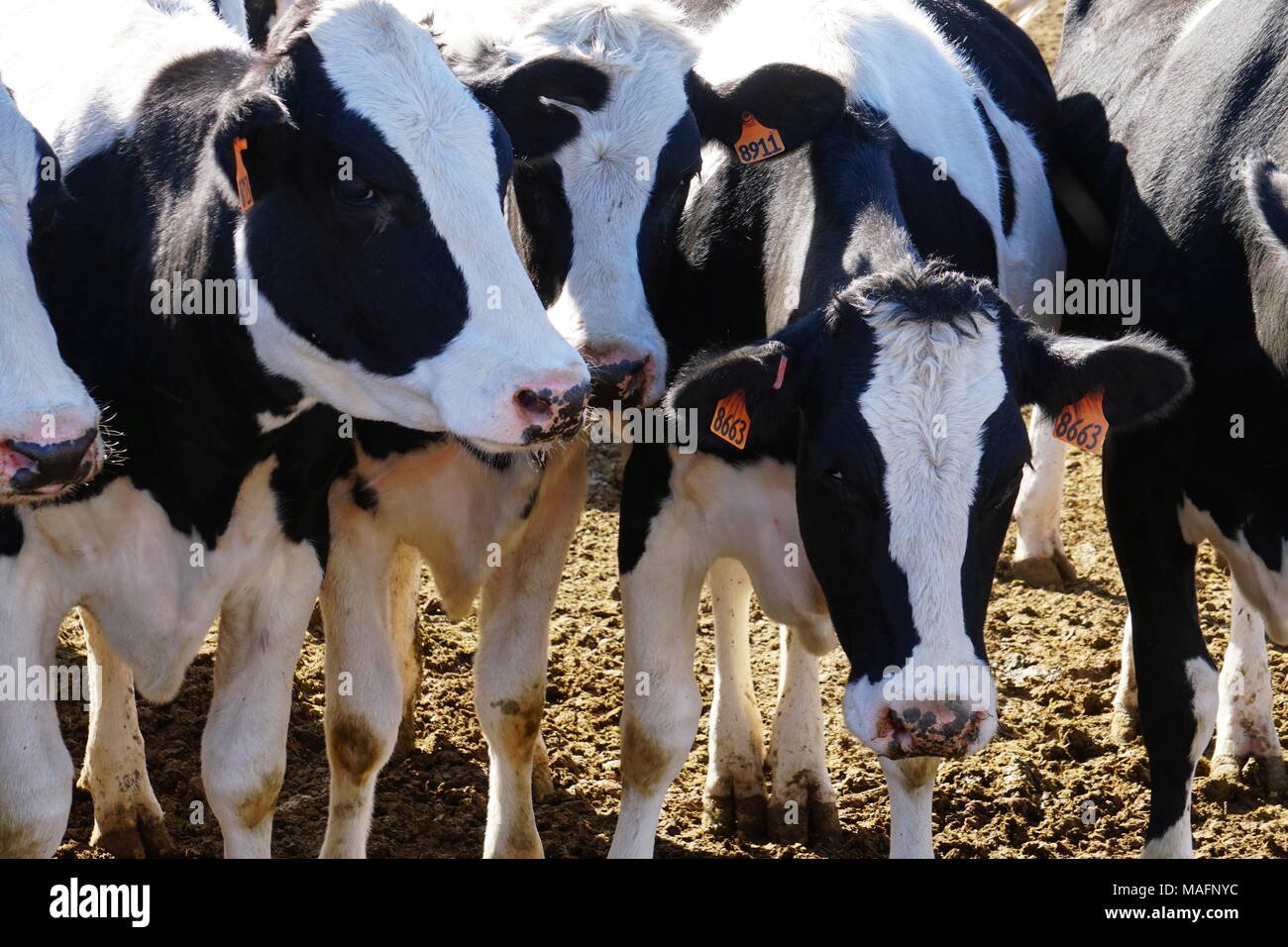 Dairy Cows Gathered Together Stock Photo - Alamy