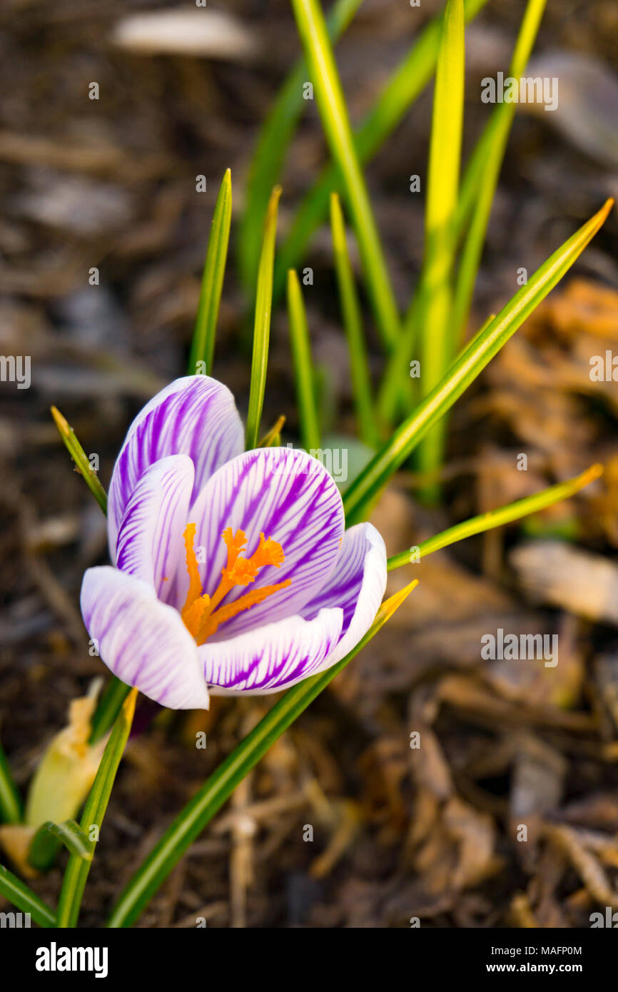 Crocus with striped leaves hi-res stock photography and images - Alamy