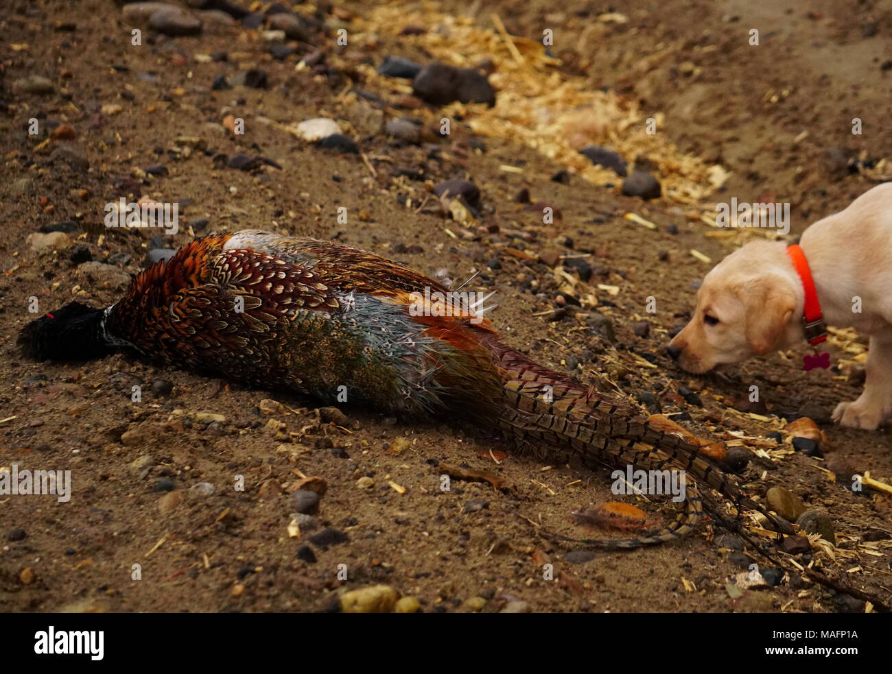 Curious yellow labrador hi-res stock photography and images - Alamy