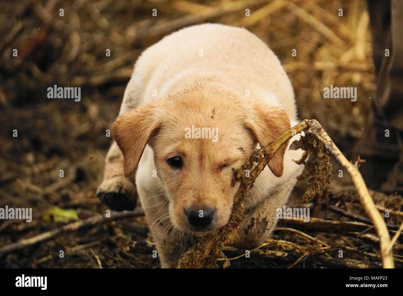 How To Train A Labrador Retriever For Hunting