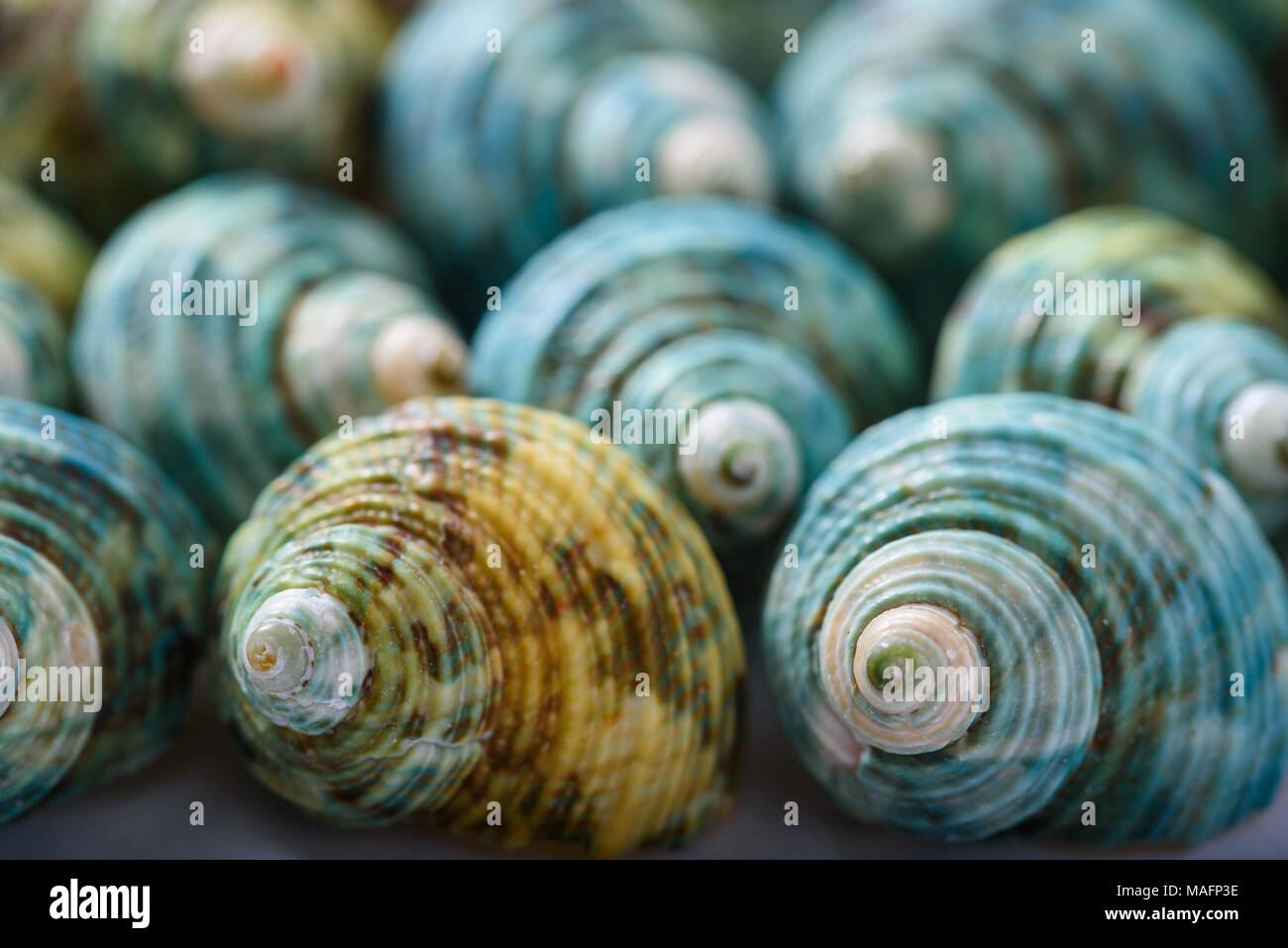 Close up view of sea shells, decorative sea shells Stock Photo - Alamy