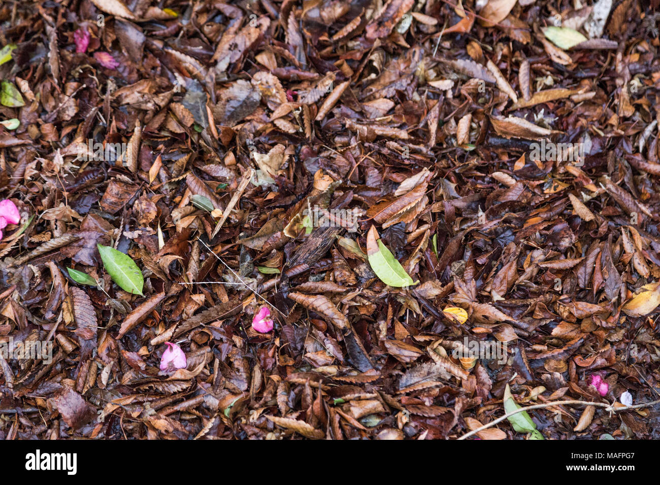 Changing seasons backdrop hi-res stock photography and images - Alamy