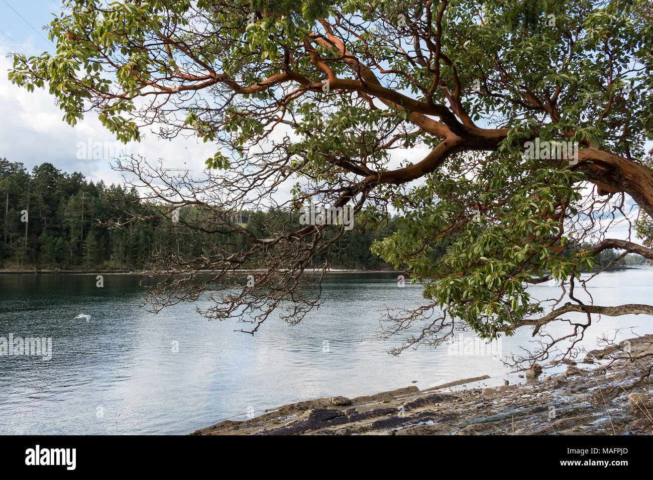 An Arbutus tree (Arbutus menzeisii) grows on the coast of British ...