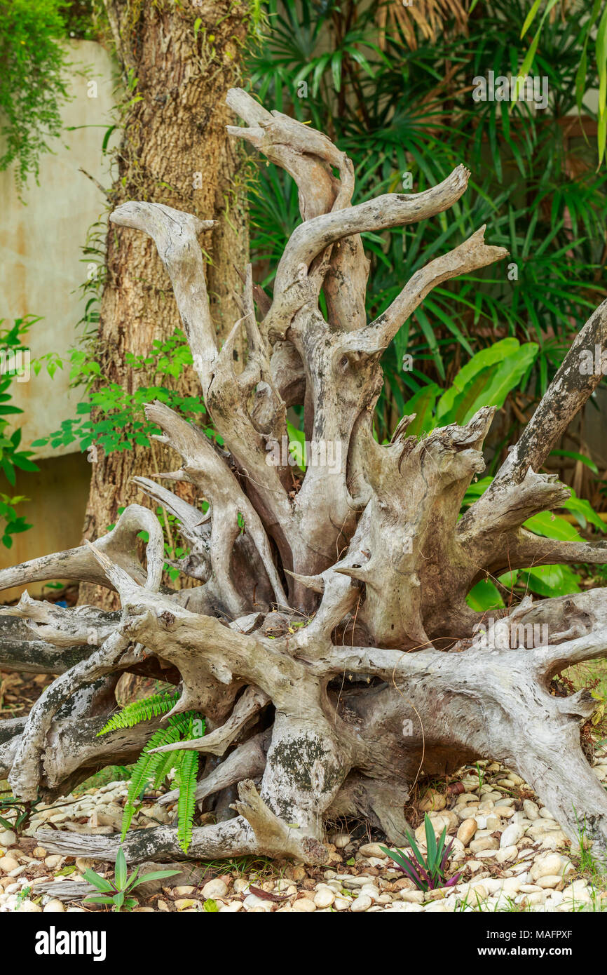 Old weathered tree stump with root in green summer landscape Stock ...