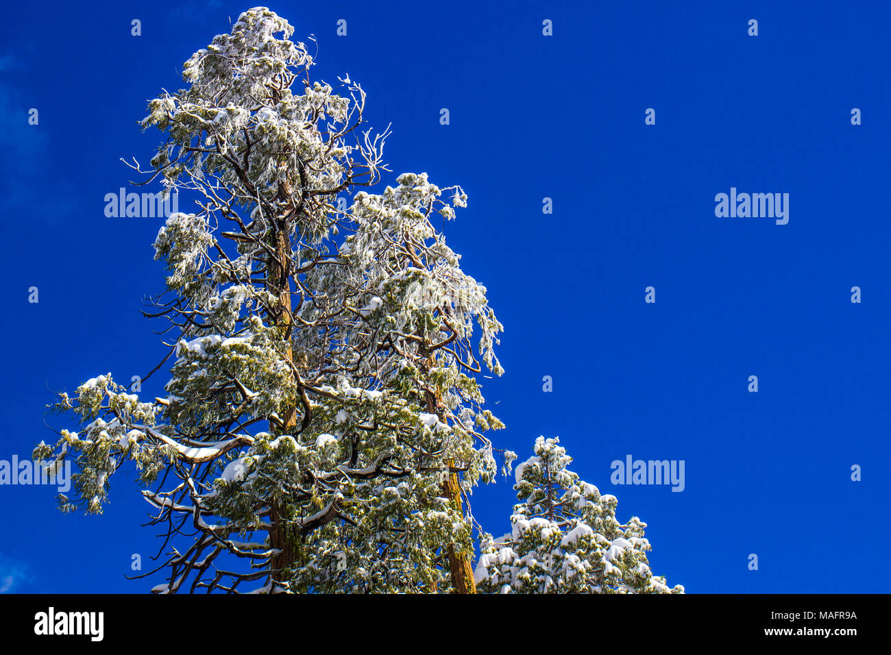 Snow Laden Tree With Blue Sky Background Stock Photo - Alamy