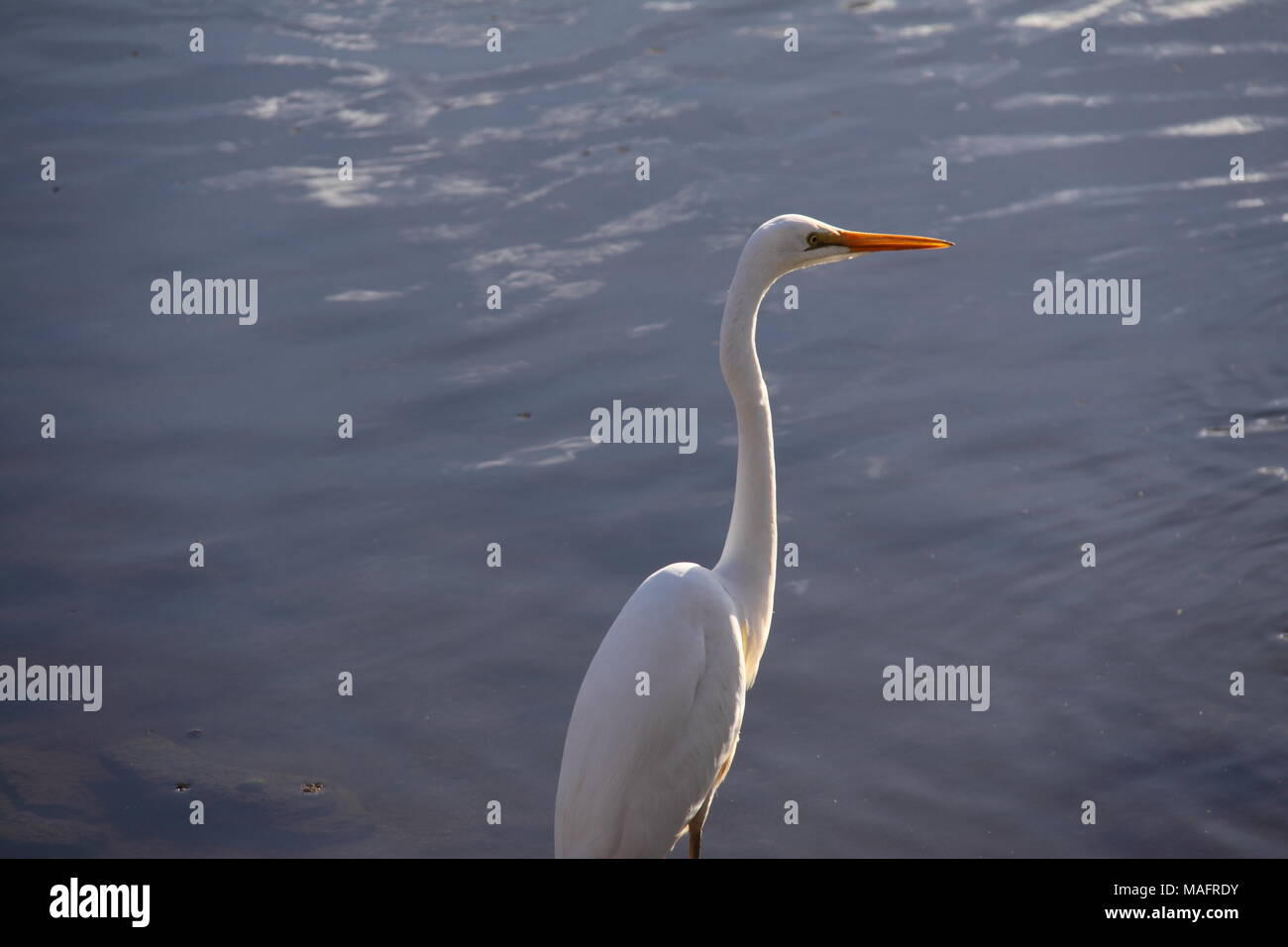 Eastern Great Egret (Ardea Alba Modesta Stock Photo - Alamy