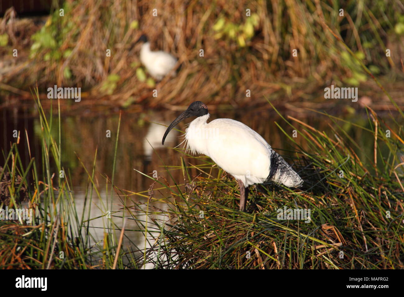 Oceanian migratory birds hi-res stock photography and images - Alamy