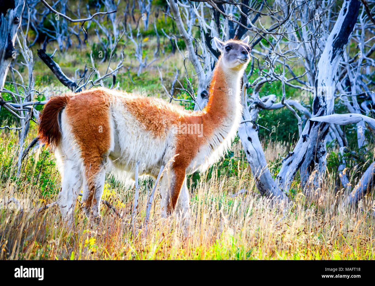 Guanaco. Torres del Paine, Chile - Wild guanaco, a camelid native to ...