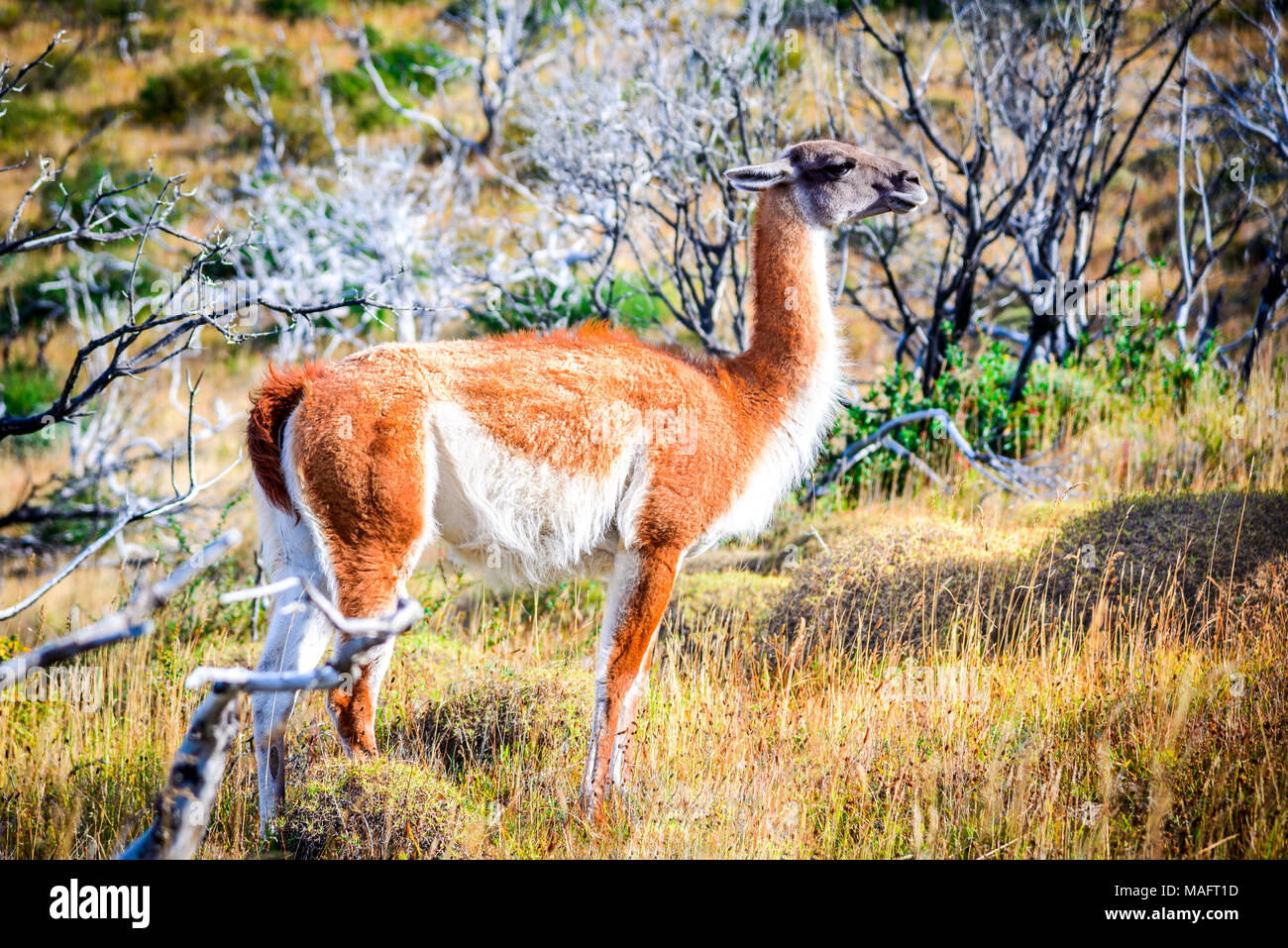 Guanaco. Torres del Paine, Chile - Wild guanaco, a camelid native to ...