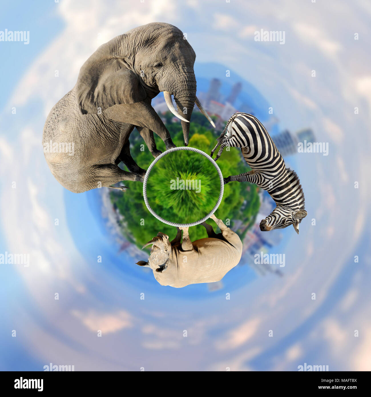 360 panorama animal hi-res stock photography and images - Alamy