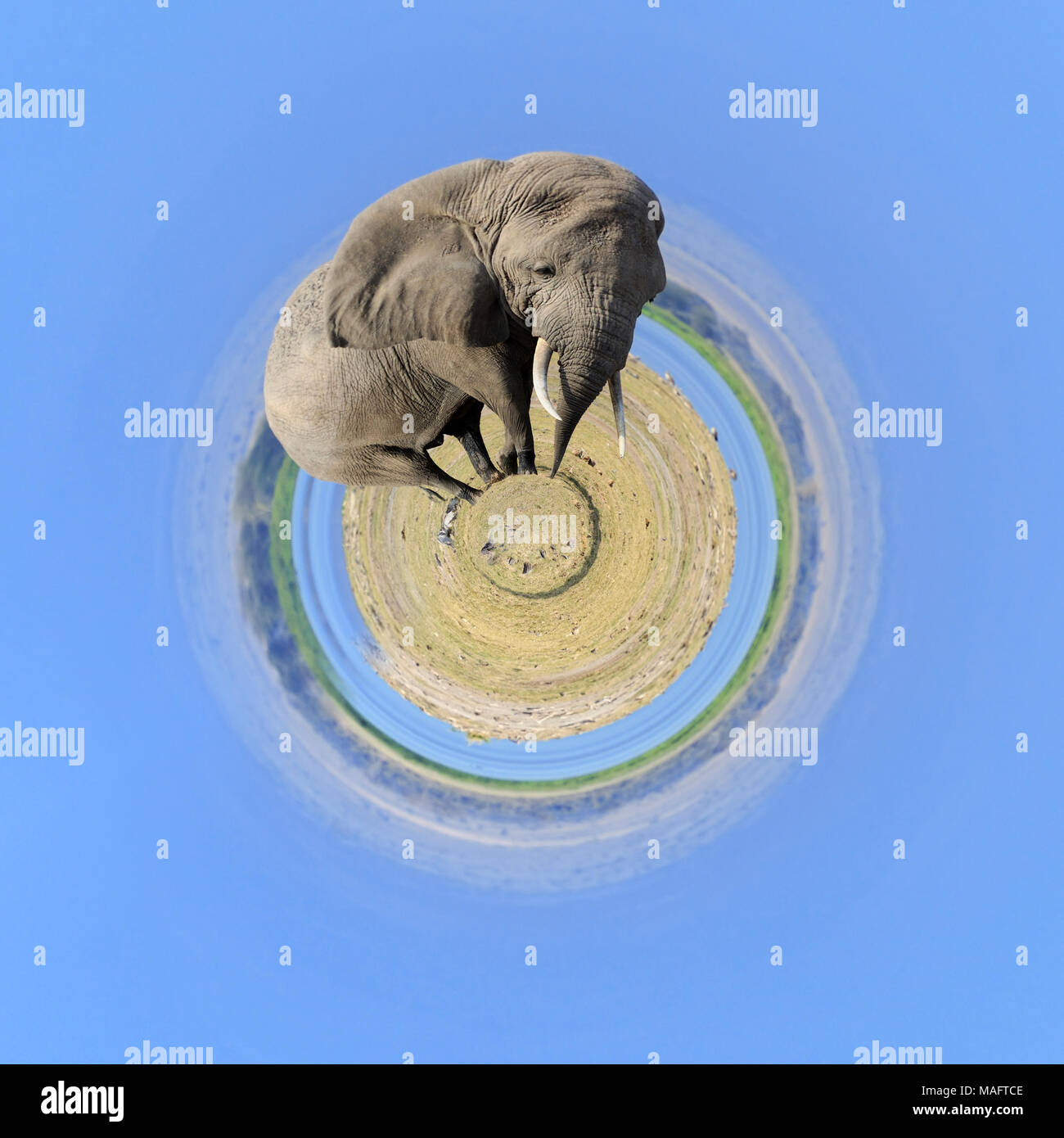 360 degree view of Elephant in National park of Kenya, Africa Stock ...