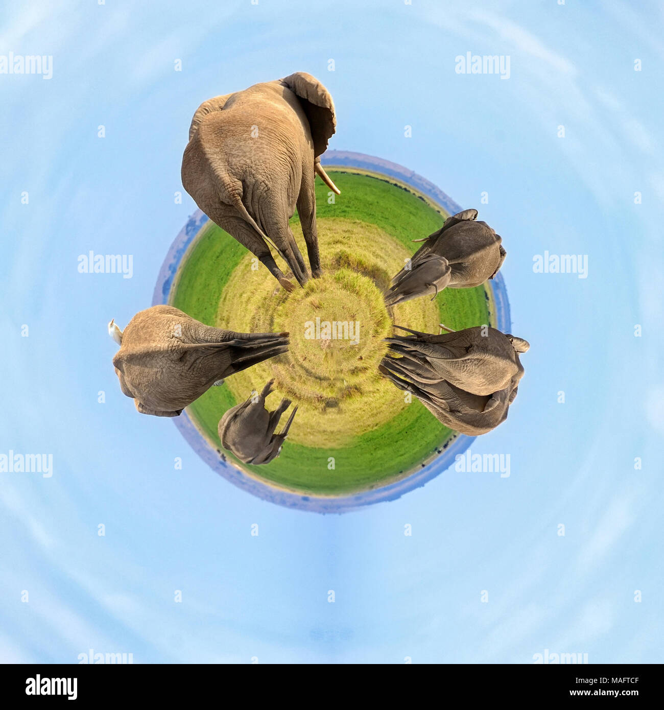 360 panorama animal hi-res stock photography and images - Alamy