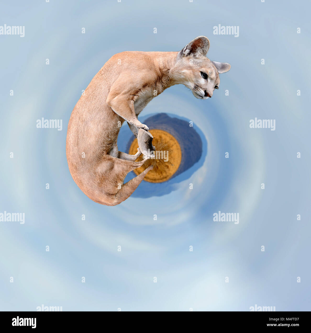 360 panorama animal hi-res stock photography and images - Alamy