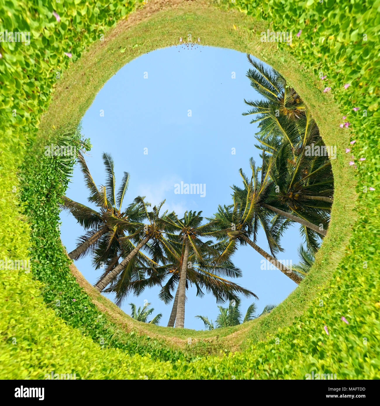 360 jungle hi-res stock photography and images - Alamy