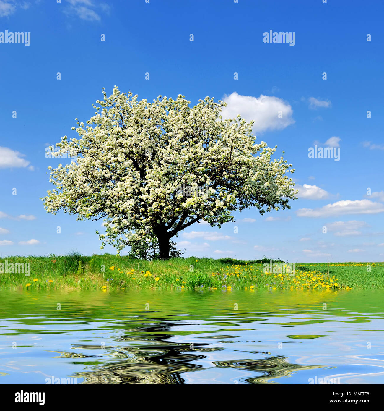 Single blossoming tree in spring on rural meadow Stock Photo - Alamy