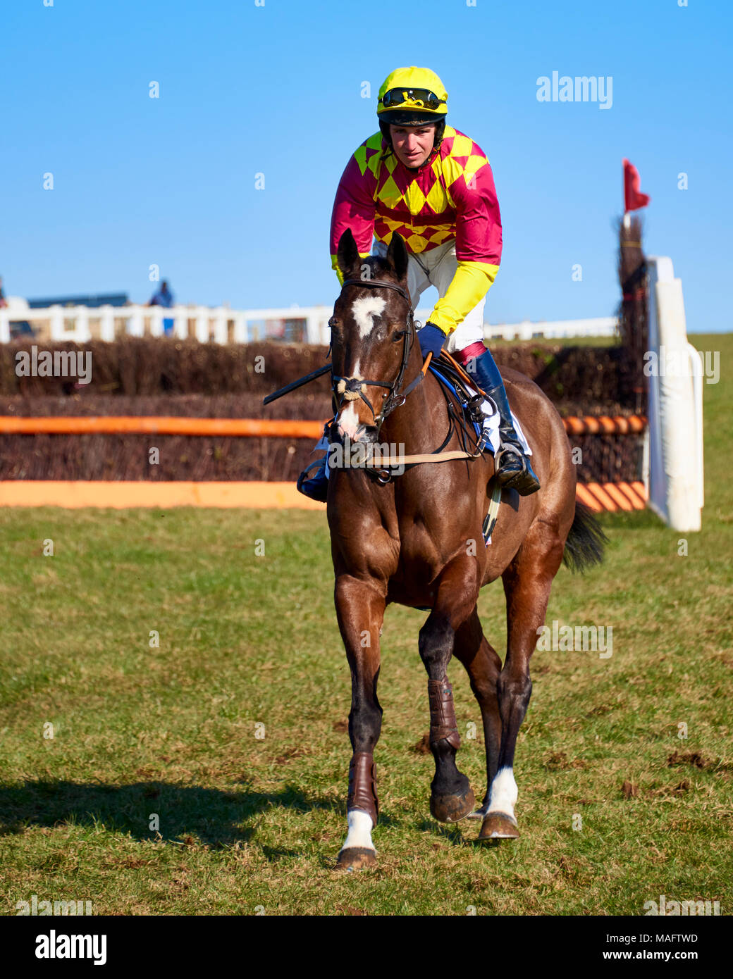 Horse and rider at a point-to-point event Stock Photo - Alamy