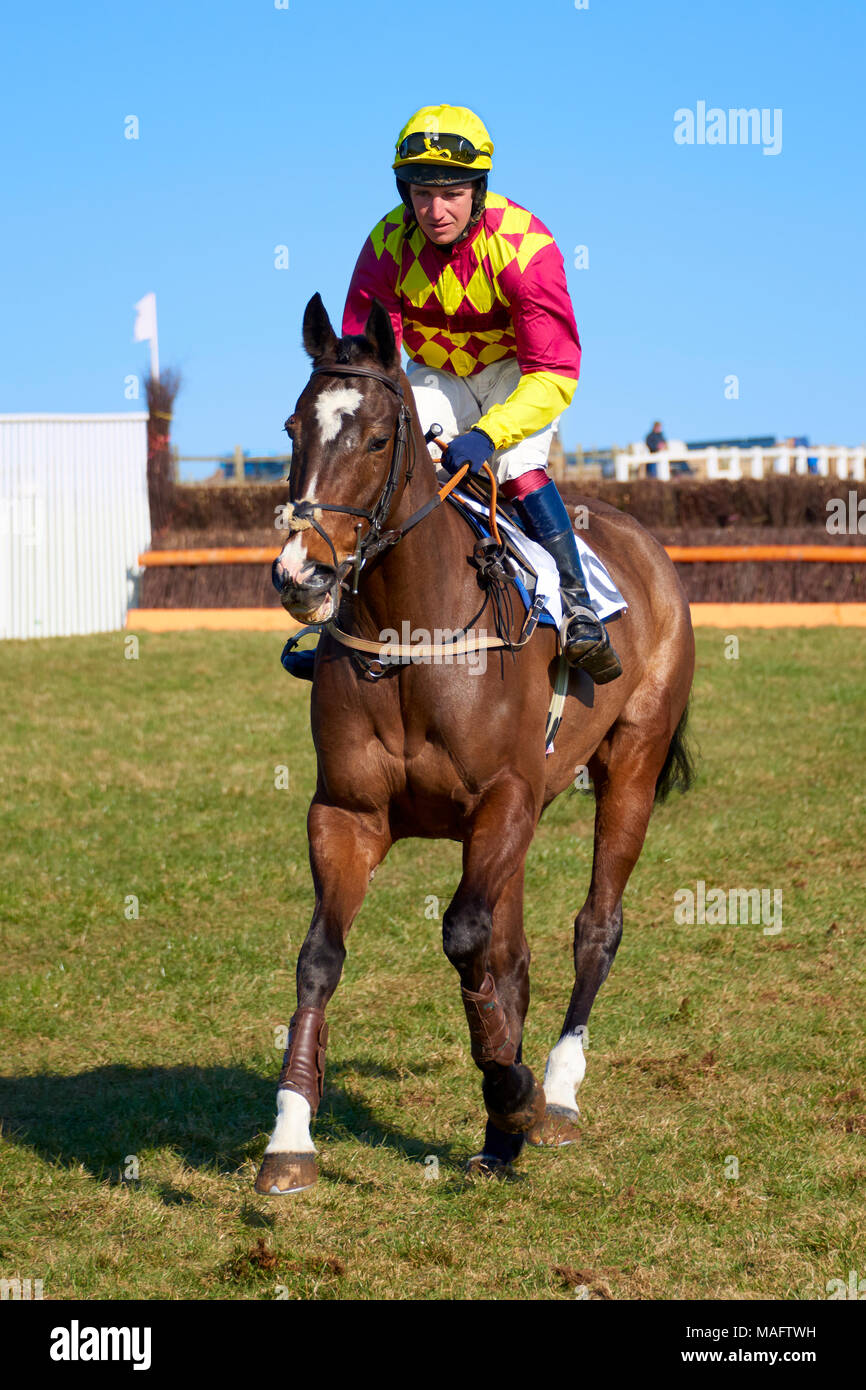 Horse and rider at a point-to-point event Stock Photo - Alamy