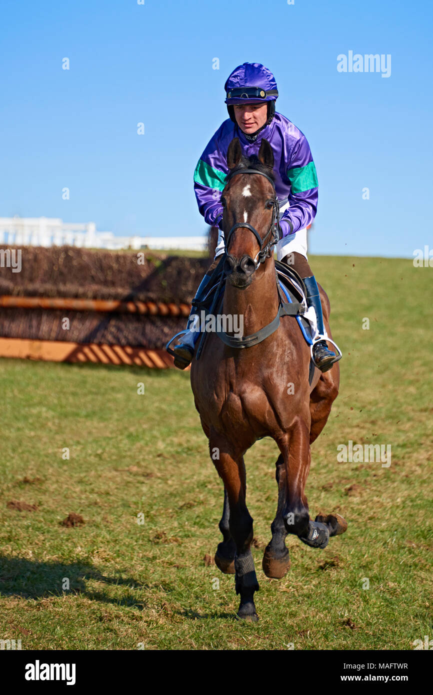 Horse and rider at a point-to-point event Stock Photo - Alamy