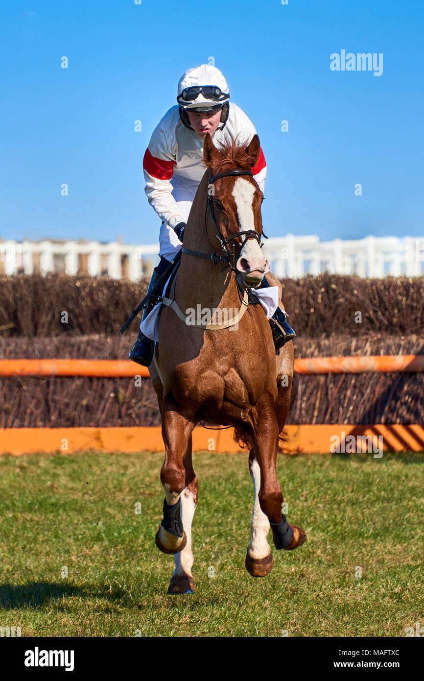 Horse and rider at a point-to-point event Stock Photo - Alamy